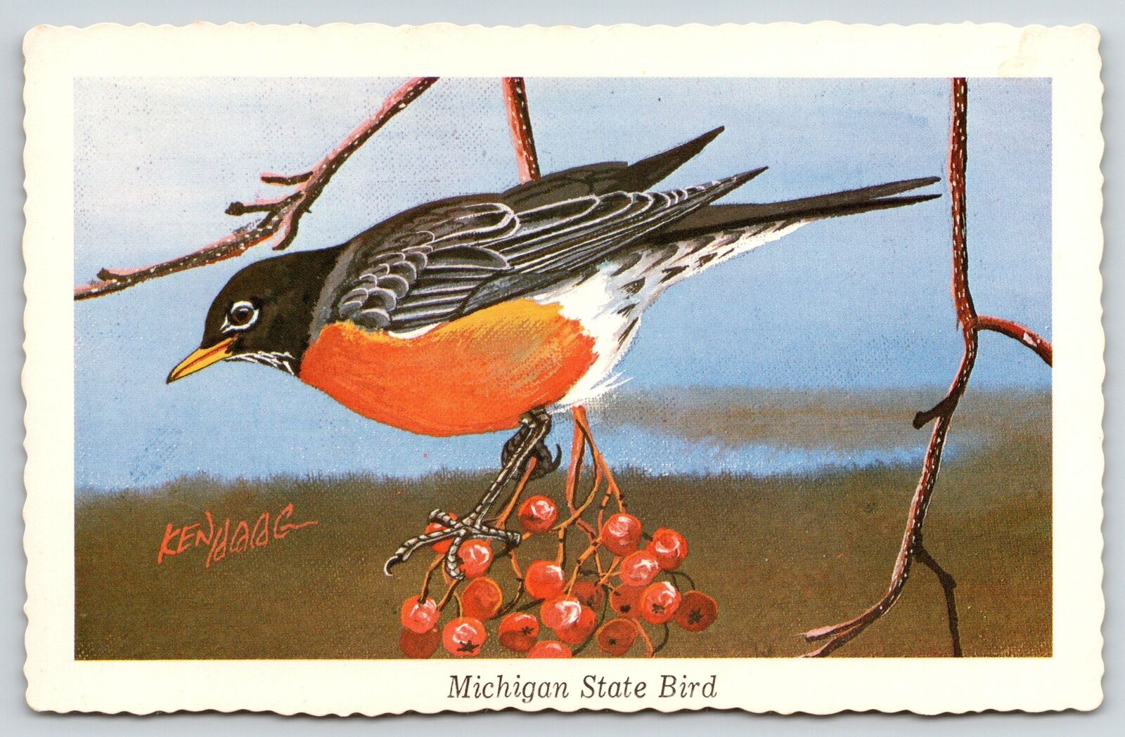 Michigan State Bird~Red Breast Robin on Berry Branch~1968 Artist Ken ...