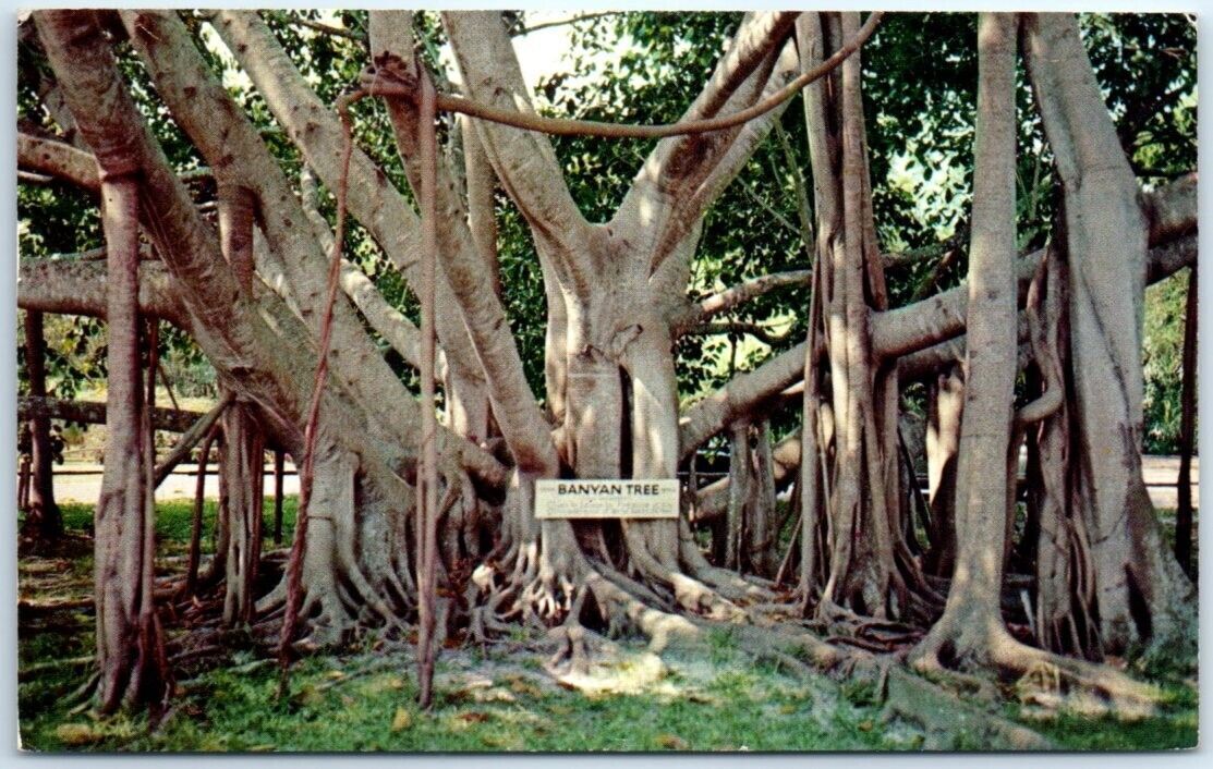 Postcard - The Great Banyan Tree, Thomas A. Edison Winter Home - Fort ...