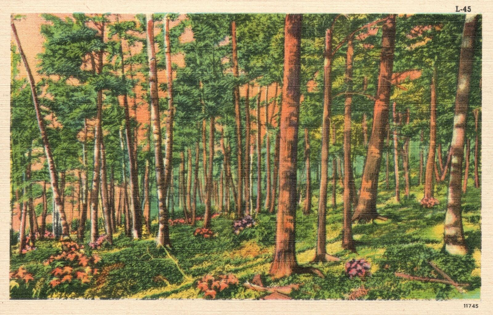 Vintage Postcard 1930's Jennerstown Pennsylvania Shady Nook Park Scenic ...