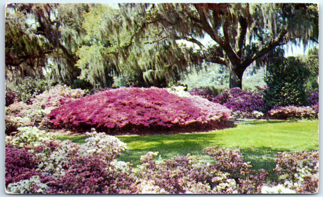 Spanish moss forms the backdrop for this beautiful Southern Azalea ...