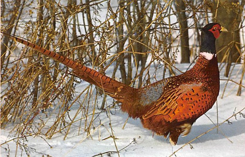 Ringneck Pheasant South Dakota State Bird State Bird SD | Topics ...