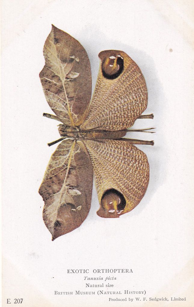 Tanusia Picta Flying Bat Insect Exotic Orthoptera Postcard | Topics ...