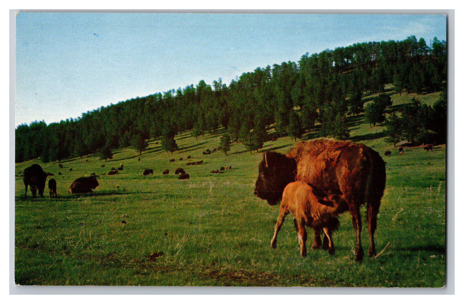 Postcard SD Buffalo Custer State Park South Dakota | United States ...