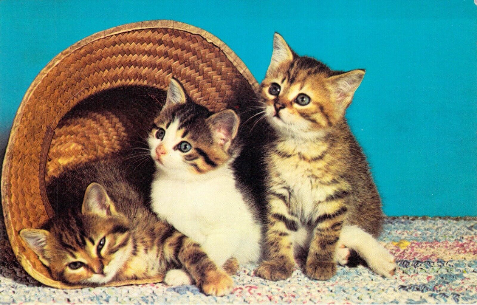 Vtg Postcard Alfred Mainzer Cute Kittens Cats in Straw Hat NOS C1960s ...