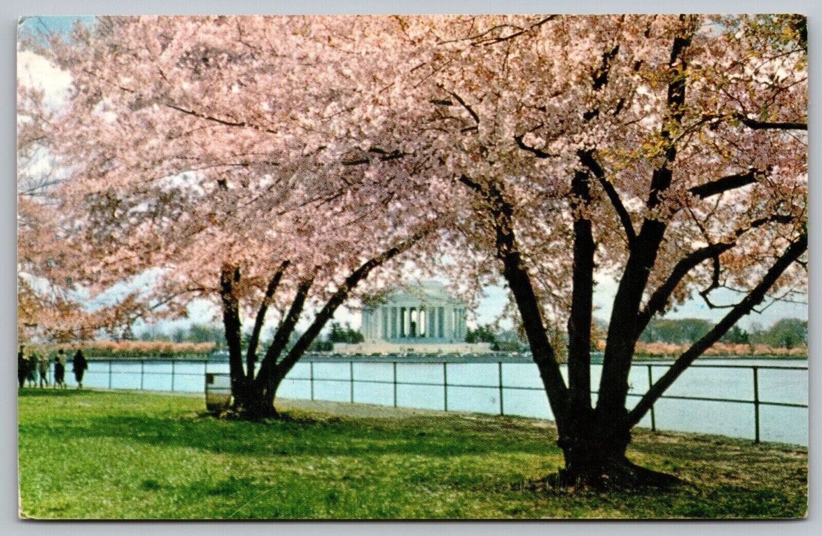 Postcard Jefferson Memorial Cherry Trees Bloom Annual Cherry Blossom ...
