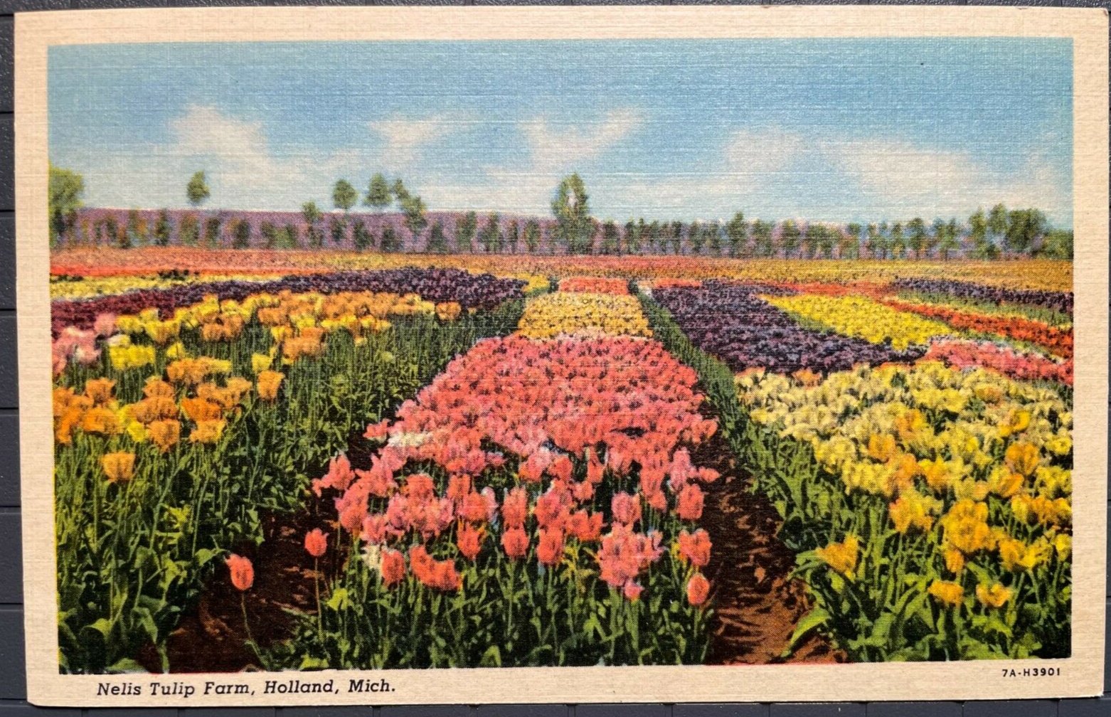 Vintage Postcard 1937 Nelis Tulip Farm, Tulip Fesitival, Holland ...