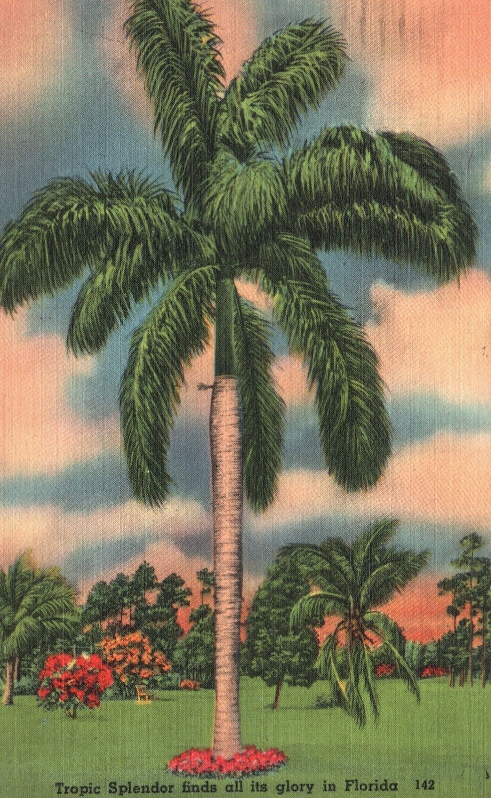 Vintage Postcard 1961 Tropic Splendor Finds All Its Glory Palm Tree in ...