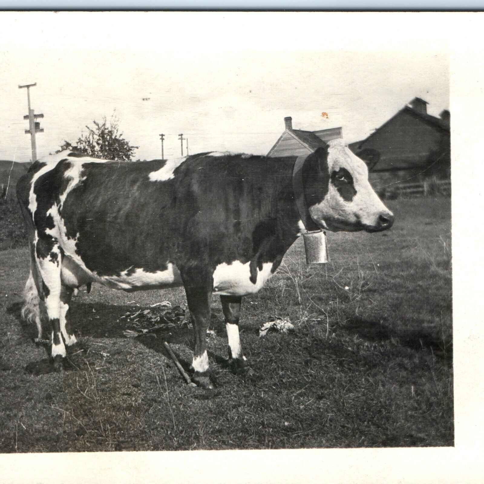 c1910s Cute Dairy Cow "Dandy" w/ Cowbell RPPC Spots Real Photo Farm ...