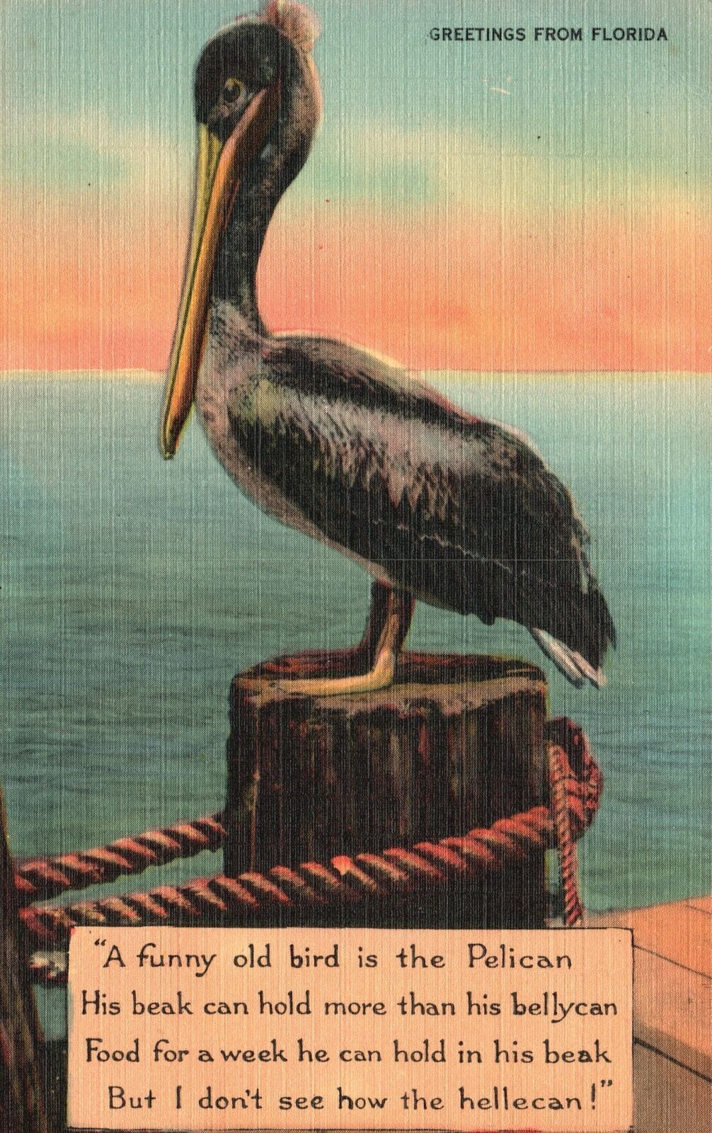 Vintage Postcard Greetings From Florida Funny Old Bird Pelican | United ...
