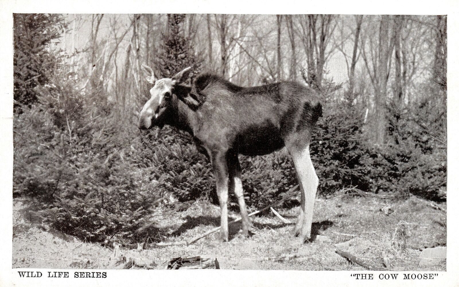 Vintage Postcard White Border "The COW Moose" Huntsville ONT Wild Life ...