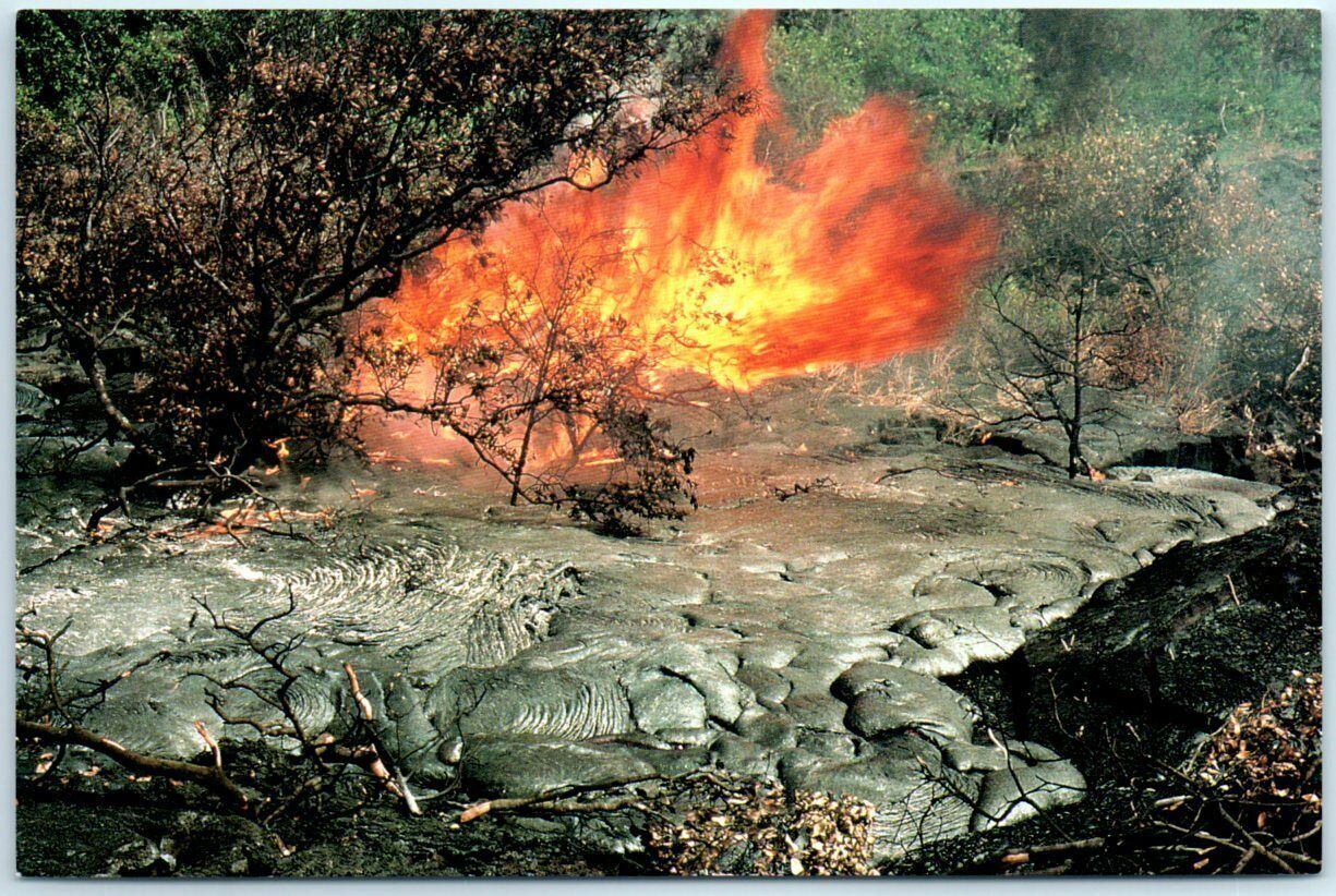 Burning Bush - Lava flow in the Coastal Forest of Hawaii Volcanoes ...