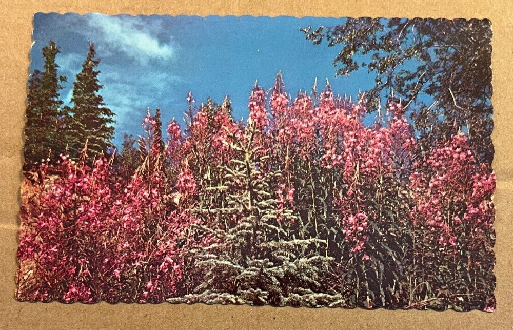 Vintage Postcaard Unused - Fireweed - Official Flower of the Yukon ...