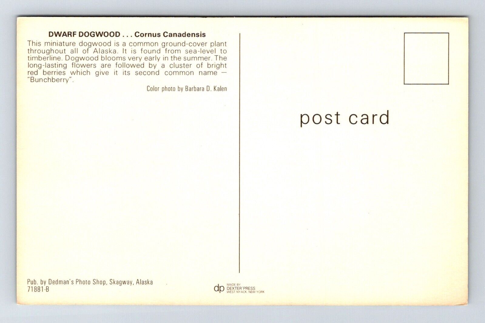 Dwarf Dogwood Cornus Canadensis Alaska Flowers Bunchberry Vintage UNP ...