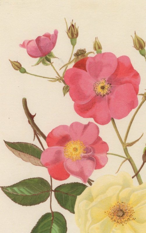 1960s Hybrid Musk Roses Vanity Pax Shrubs Flower Painting Postcard ...