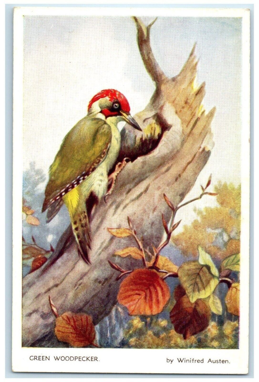 The Green Woodpecker Bird By Winifred Austen Picus Viridis Pluvius ...