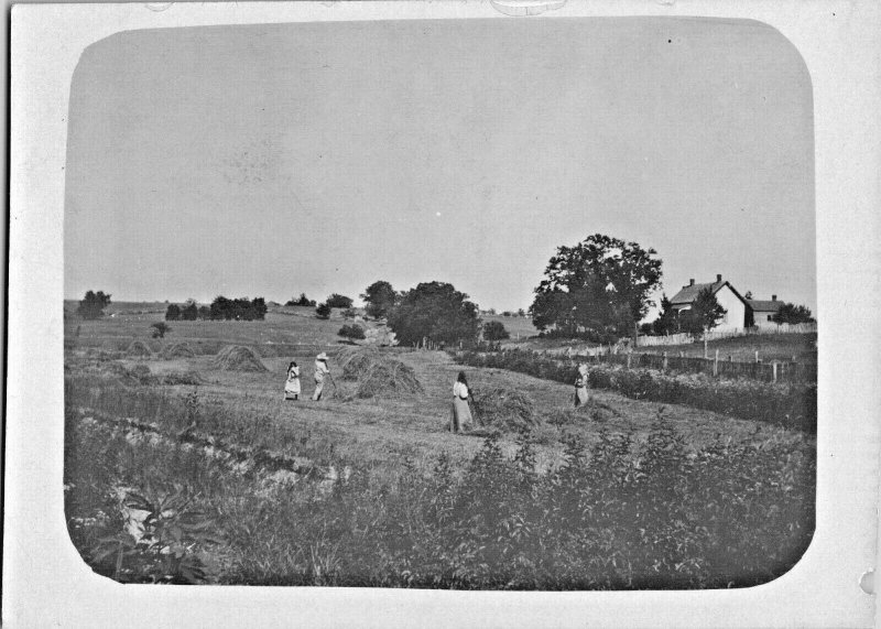 RPPC Vignette Farm Family Working The Hay Harvest Rakes Hay Mounds ...