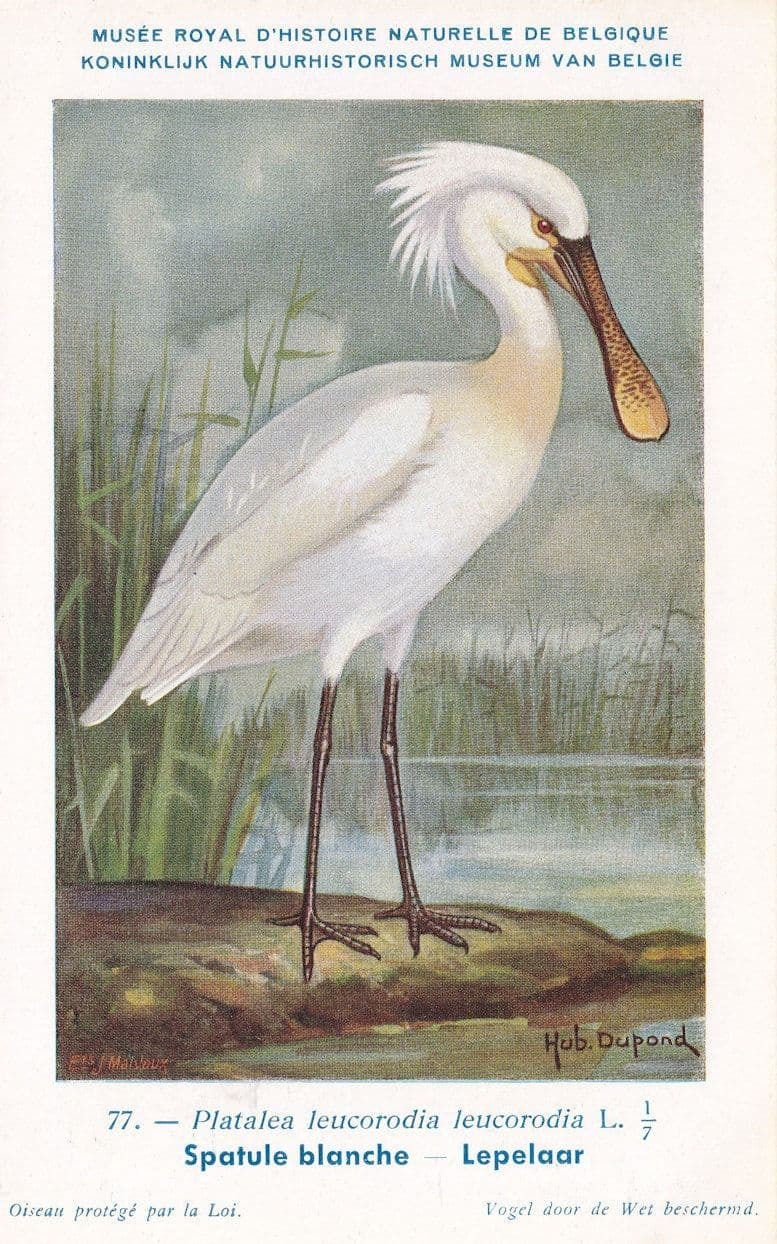 Eurasian Spoonbill Platalea Leucorodia WW2 Rare Bird Postcard | Topics ...