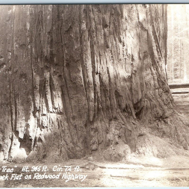 1940s Humboldt Co CA RPPC Giant Big Tree +Man Upper Bull Creek Flat ...