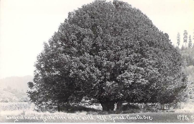 Largest Known Myrtle Tree In the World, Coos Oregon Real Photo Vintage ...