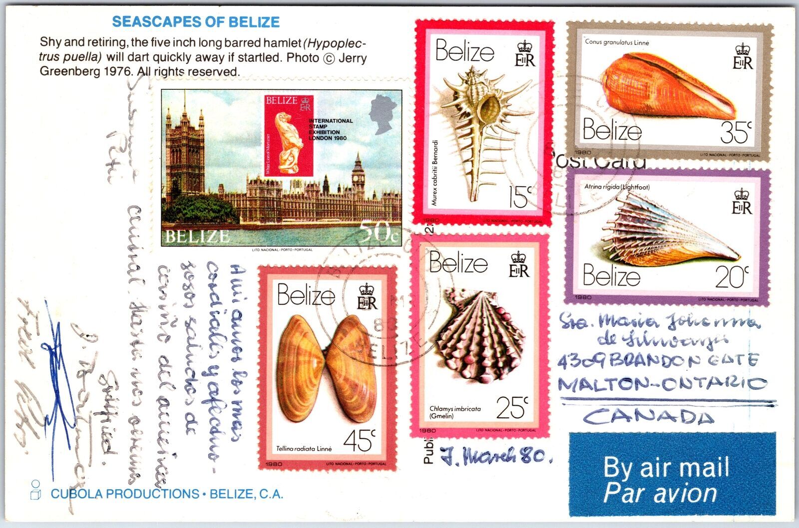 Vintage Continental Sized Postcard Barred Hamlet Fish of Belize Loaded ...