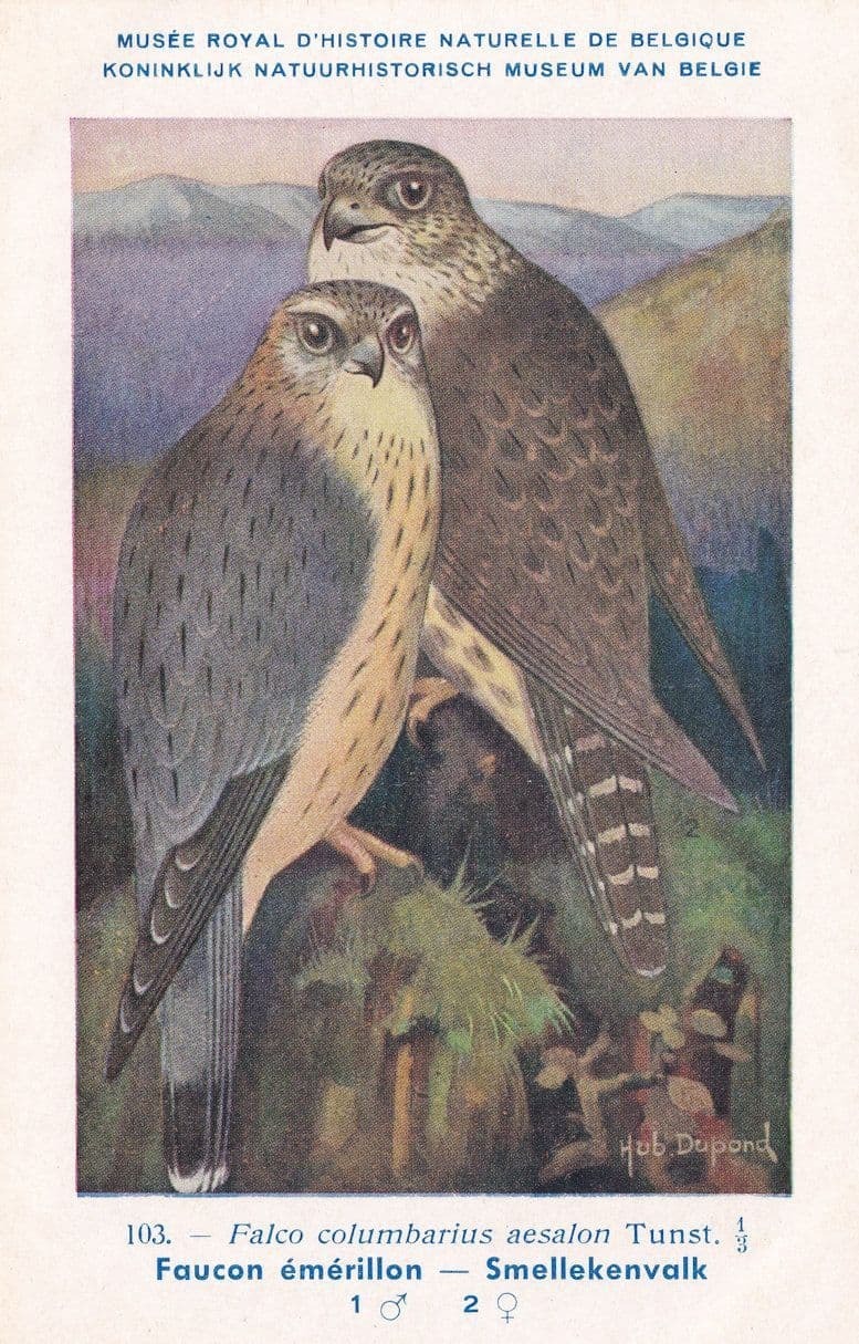 Merlin Falco Columbarius WW2 Antique Bird Postcard | Topics - Militaria ...