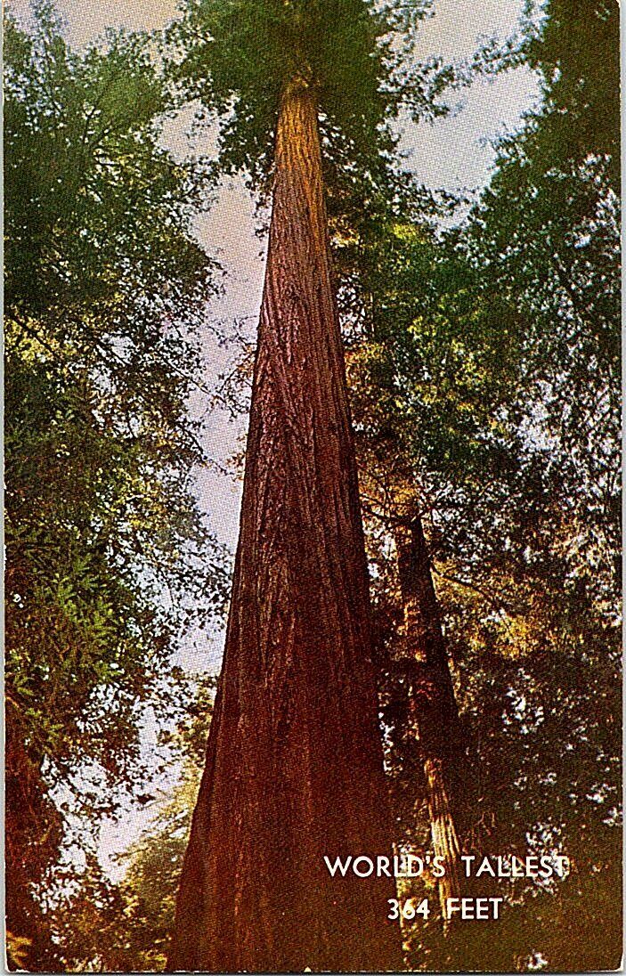 World's Tallest 364 Feet Founders Tree CA Vintage Postcard Standard ...