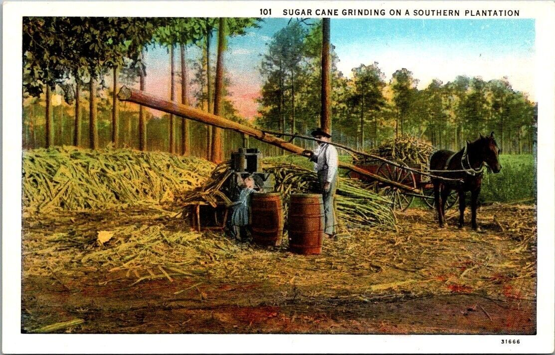 Vintage North Carolina Postcard - Sugar Cane Grinding on a Southern ...