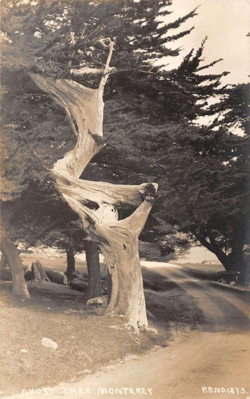 Monterey California birds eye view Ghost Tree real photo pc Y15408 ...