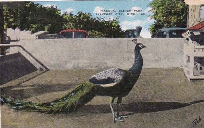 Michigan Traverse City Peacock At Clinch Park | United States ...
