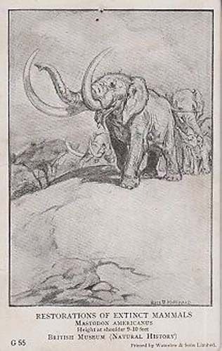 Restoration Of Extinct Mural Mammals Animal Animals London Museum Old ...