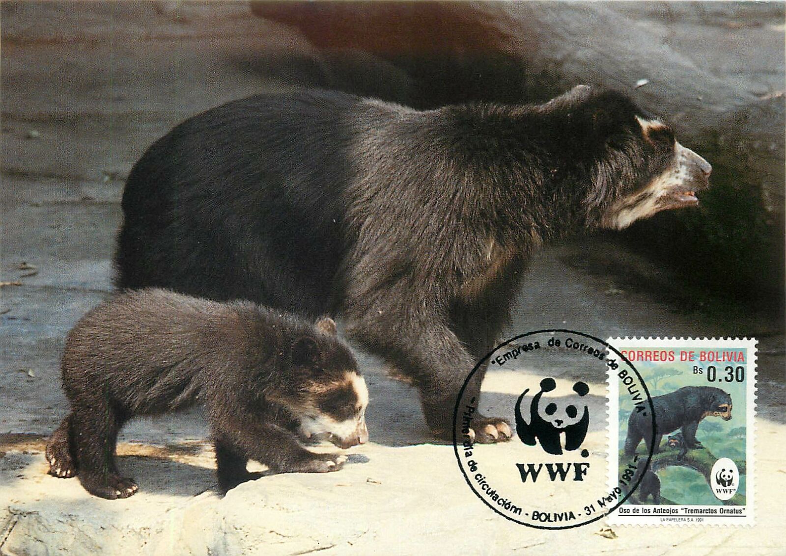 Postkarte WWF Fauna maximum card Bolivia Spectacled Bear female with ...