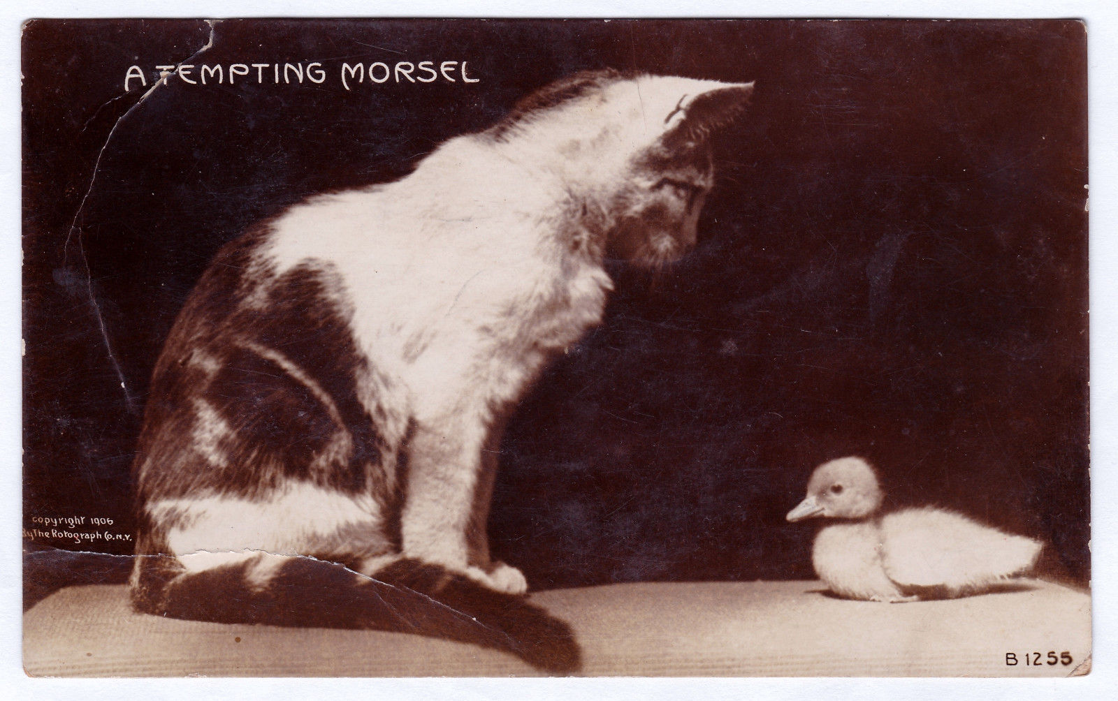1906 Rotograph Real Photo A Tempting Morsel Cat Duckling RPPC Bromide ...