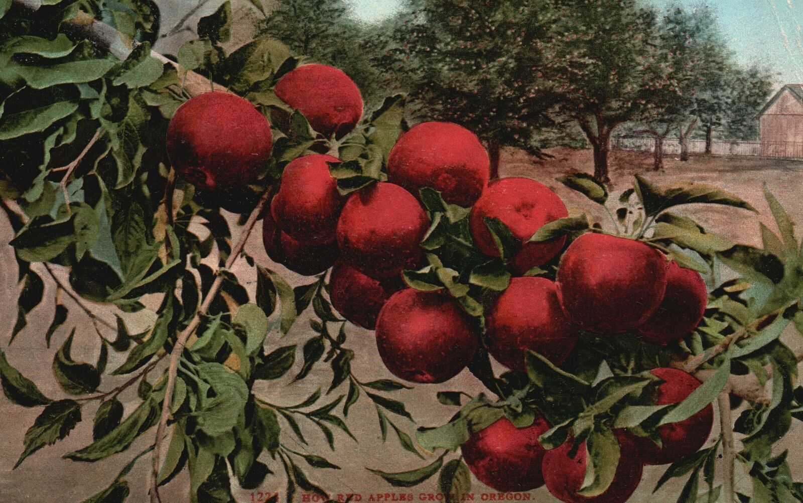 Vintage Postcard 1910's How Red Apples Fruits Grow in Oregon OR ...