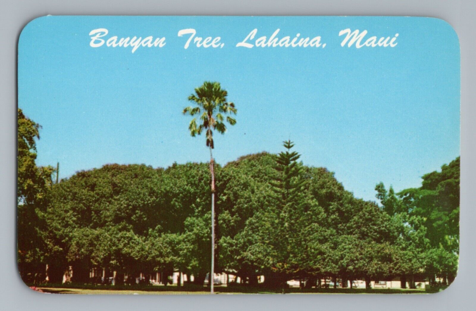 Banyan Tree Lahaina Maui Hawaii Vintage Postcard | United States ...