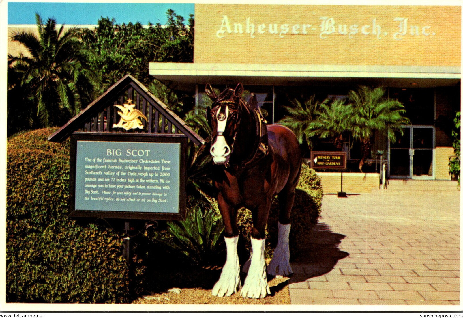 Florida Tampa Busch Gardens Big Scot Famous Budweiser Clydesdale ...