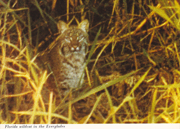 Florida Wildcat In Everglades National Park Florida | United States ...