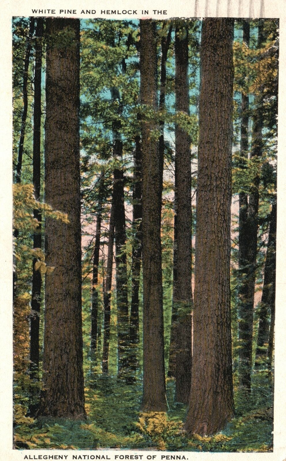 Vintage Postcard 1934 White Pine And Hemlock In The Allegheny National ...
