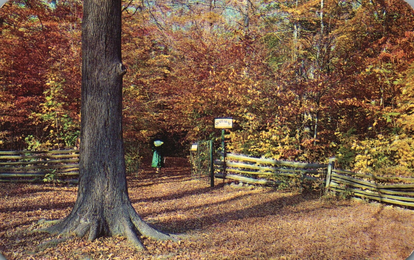 Vintage Postcard Entrance Sacred Grove Joseph Smith Farm Palmyra New ...