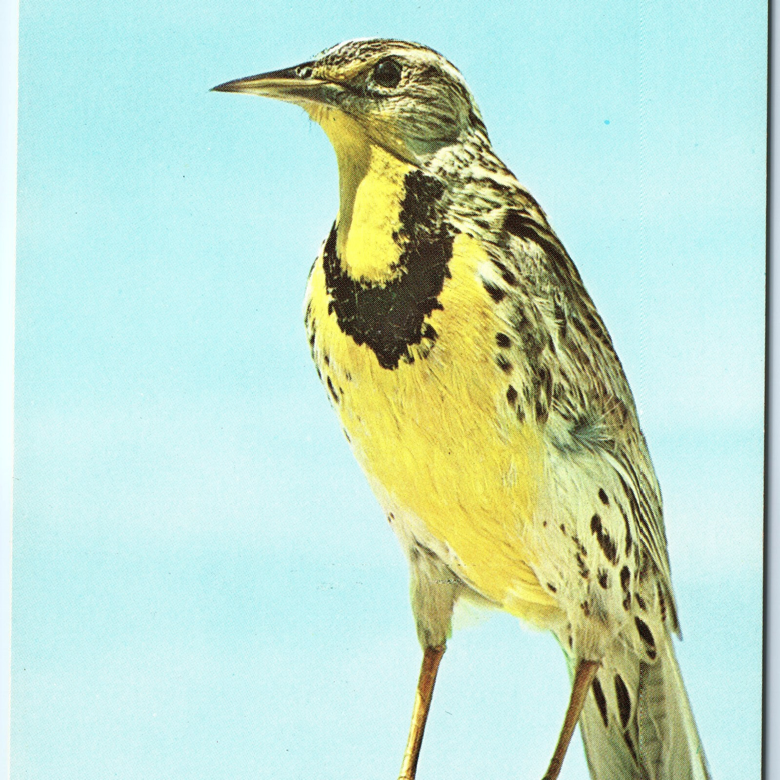 c1960s Lincoln, NE Nebraska State Bird Western Meadow Lark Museum ...
