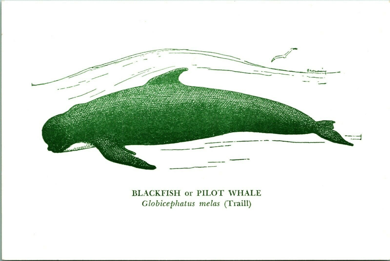Blackfish Pilot Whale National Museum of Victoria Australia Postcard ...