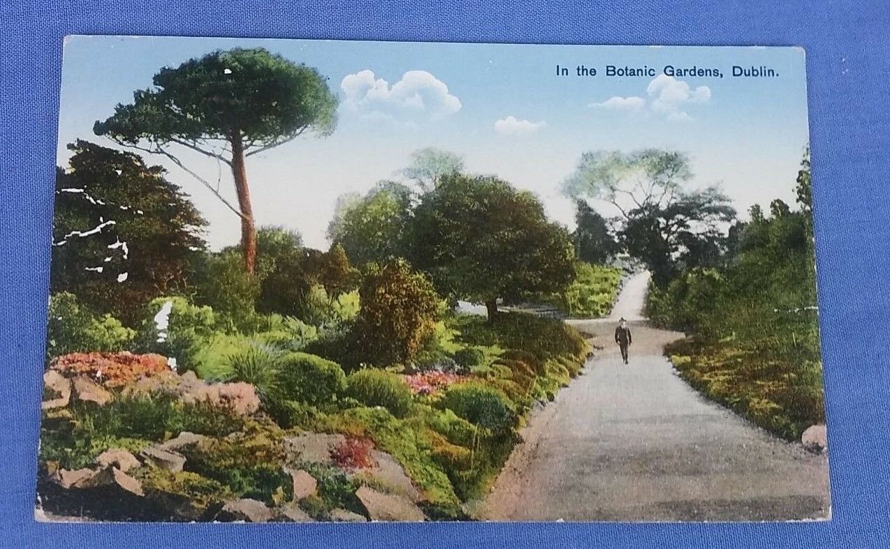 Vintage Postcard In The Botanic Gardens Dublin A1A | Europe - Ireland ...