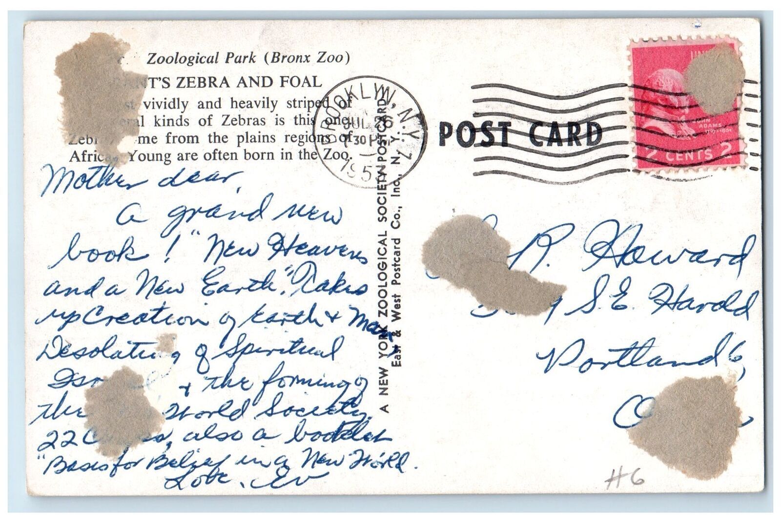 1953 Zoological Park Bronx Zoo Zebra And Foal View Brooklyn New York NY ...