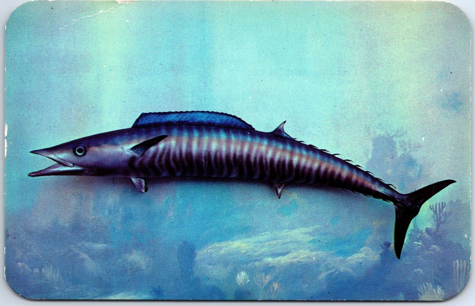 Vintage Postcard Wahoo Fish Largest of the Mackarel Family Kodachrome ...