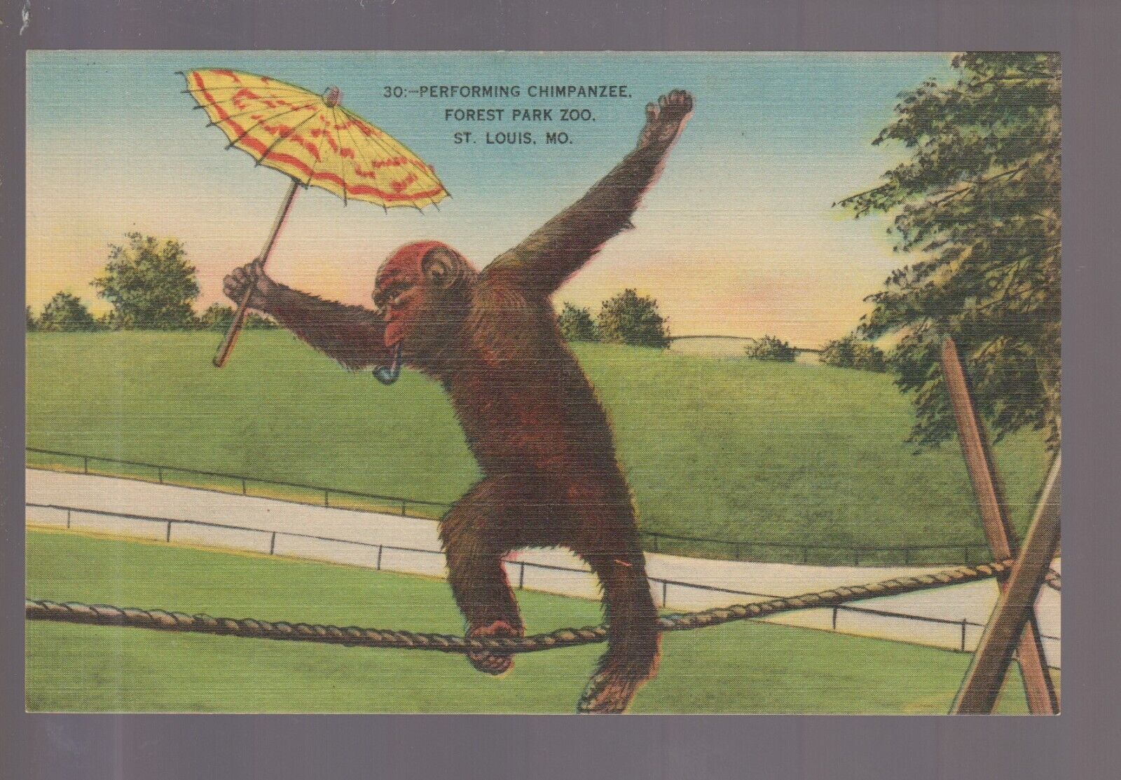 St. Louis MISSOURI c1940 TRAINED CHIMPANZEE Forest Park ZOO Animal Act ...