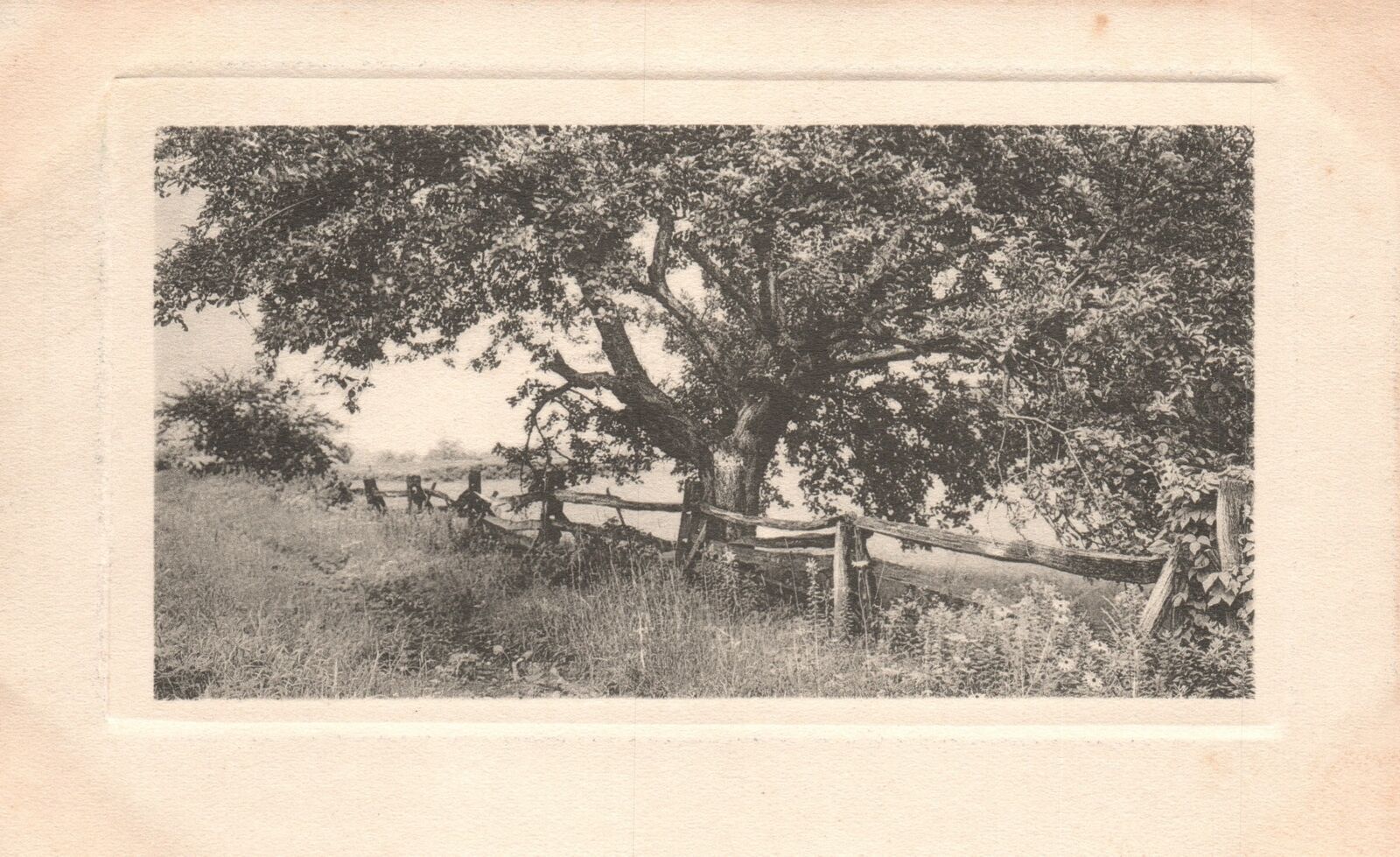 Vintage Postcard Big Tree Wooden Fence Grassy Farm Schlesinger Bros ...