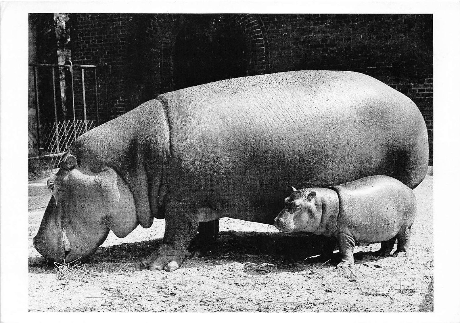 BF39540 erik parbst hippopotamus hippopotame animal animaux | Other ...