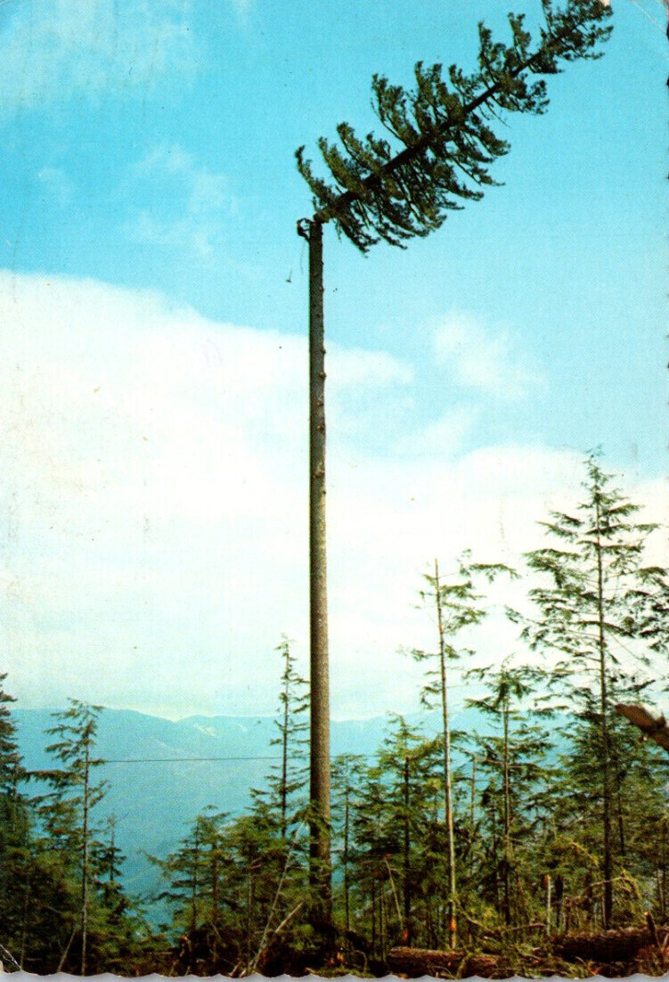 Lumbering Lumber Jack Topping A Spar Tree 1972 | Topics - Business ...