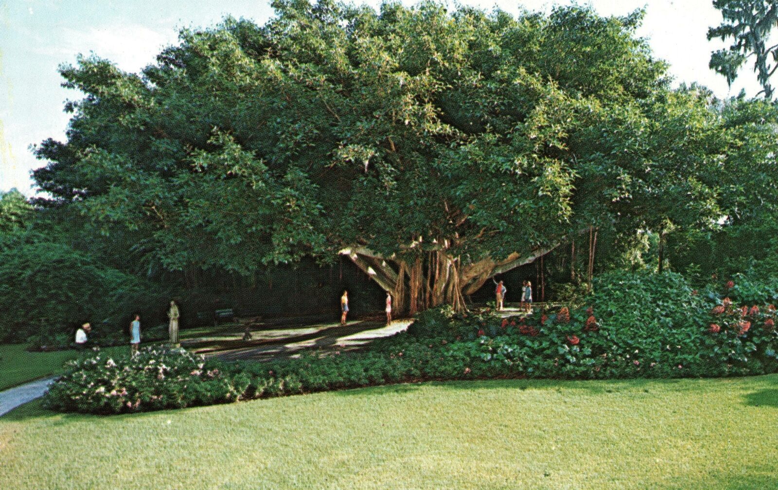 Vintage Postcard "The Banyan Tree" at Florida's Cypress Gardens | Other ...