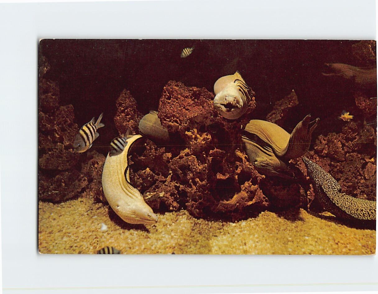Postcard Moray eels, Miami's Fabulous Seaquarium, Miami , Florida ...