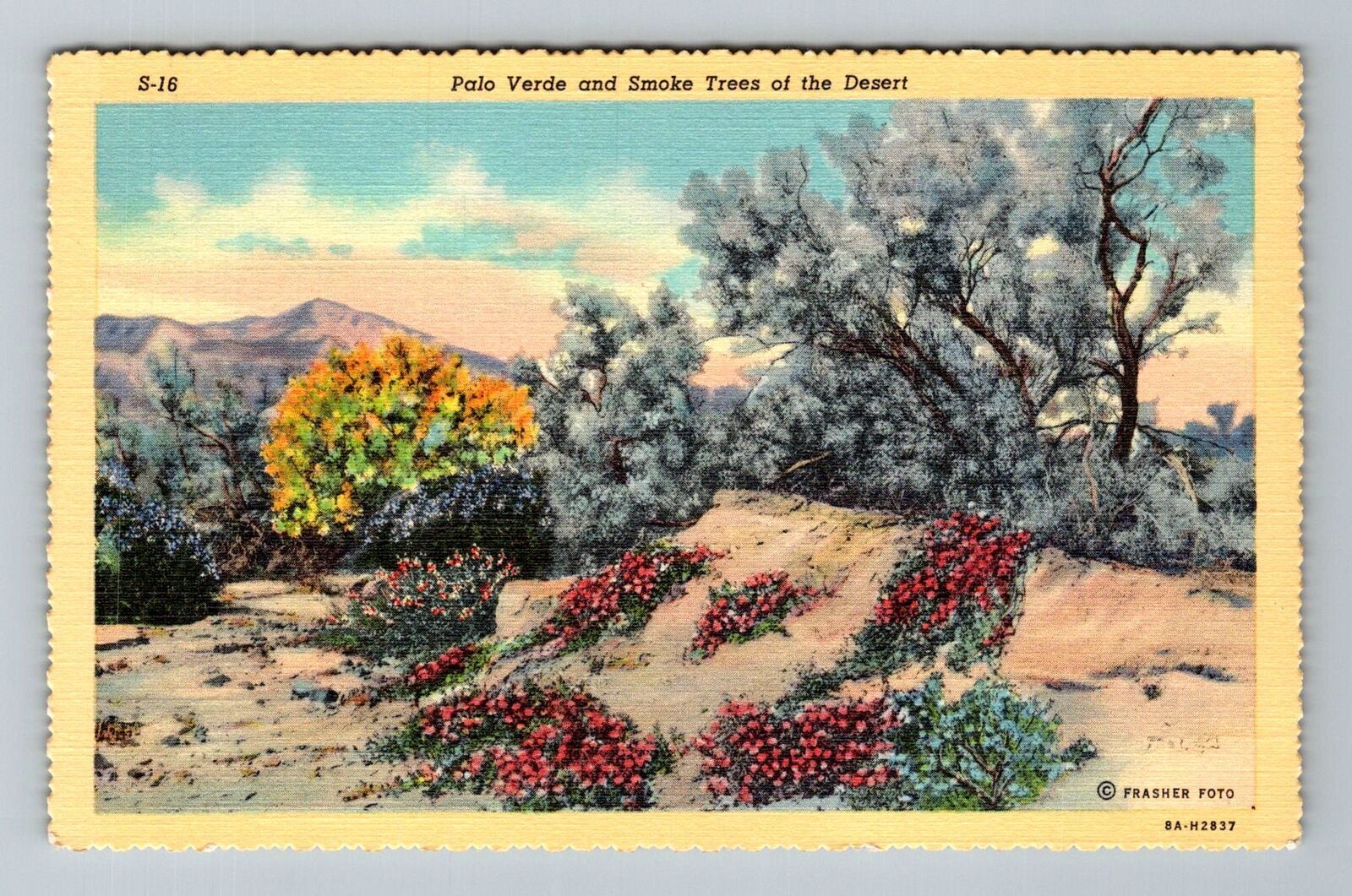 CA-California Palo Verde And Smoke Trees Colorful Desert Scene Vintage ...